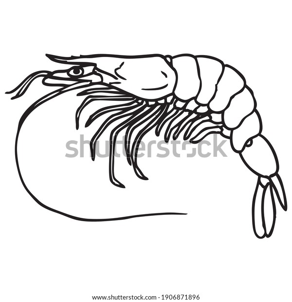 Shrimp Outline Vector Illustration Isolated On Stock Vector (Royalty ...
