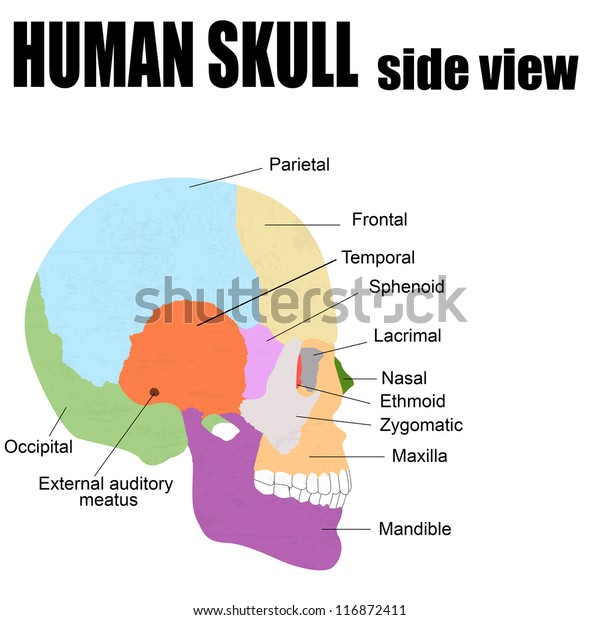Side View Human Skull Vector Illustration: stockvector (rechtenvrij ...