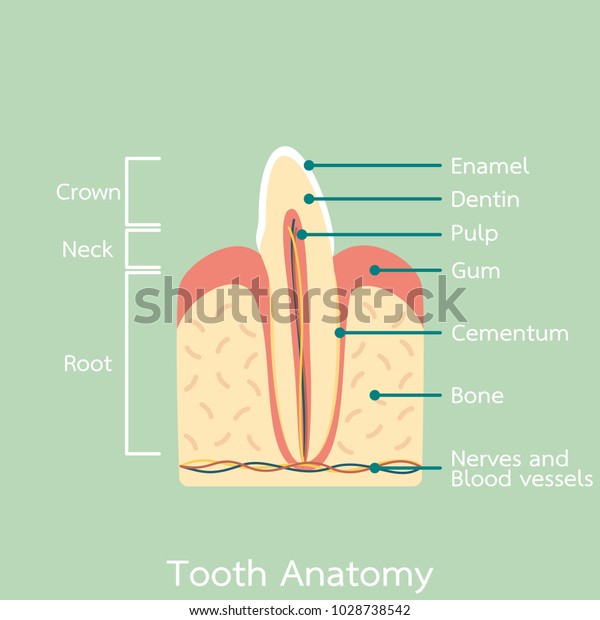 Side View Incisor Tooth Anatomy Structure 库存矢量图（免版税）1028738542