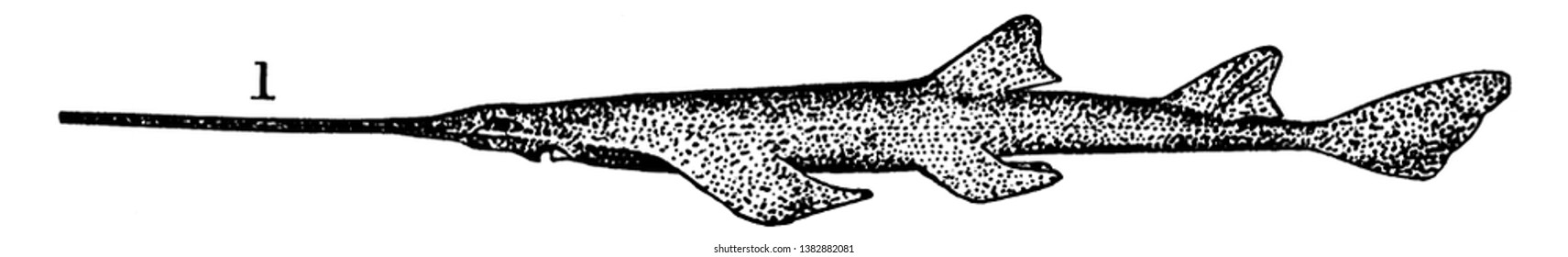 Sawfish Images, Stock Photos & Vectors | Shutterstock