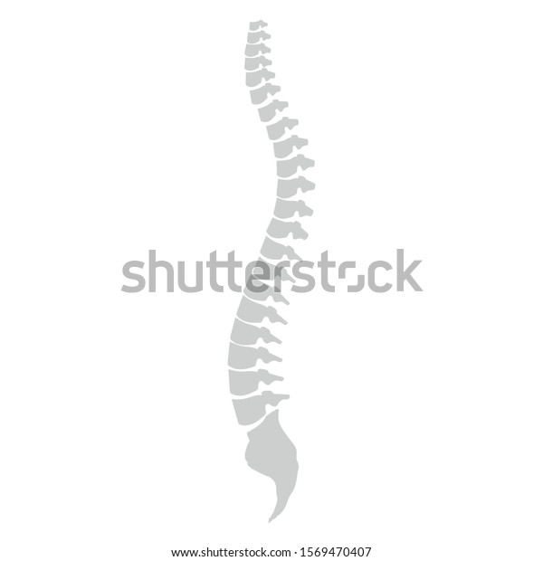 Side View Spine On White Background Stock Vector (Royalty Free) 1569470407