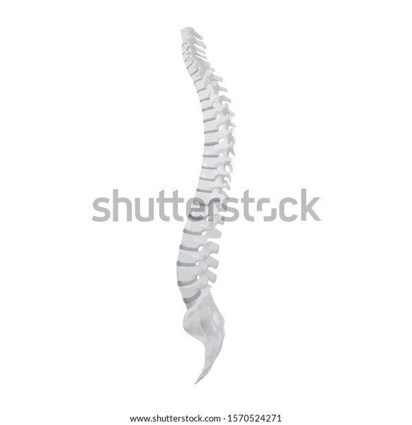 Side View Spine On White Background 스톡 벡터(로열티 프리) 1570524271