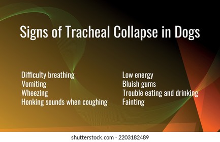 Signs Tracheal Collapse Dogs Vector Illustration Stock Vector (Royalty ...