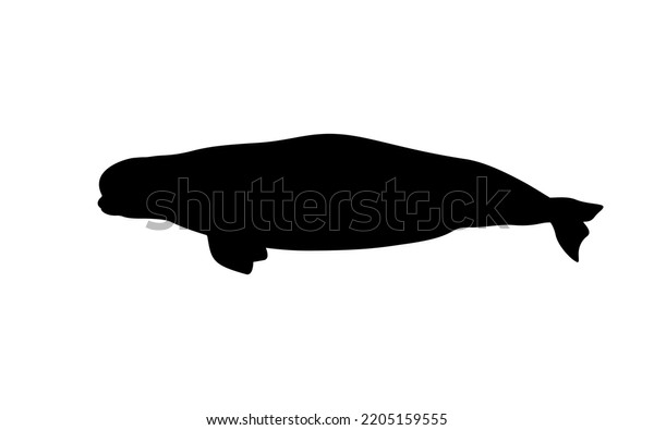 Silhouette Beluga Whale Vector Illustration Black: เวกเตอร์สต็อก (ปลอด ...