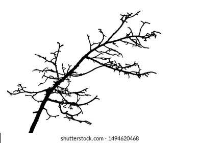 370 Gnarled tree Stock Vectors, Images & Vector Art | Shutterstock