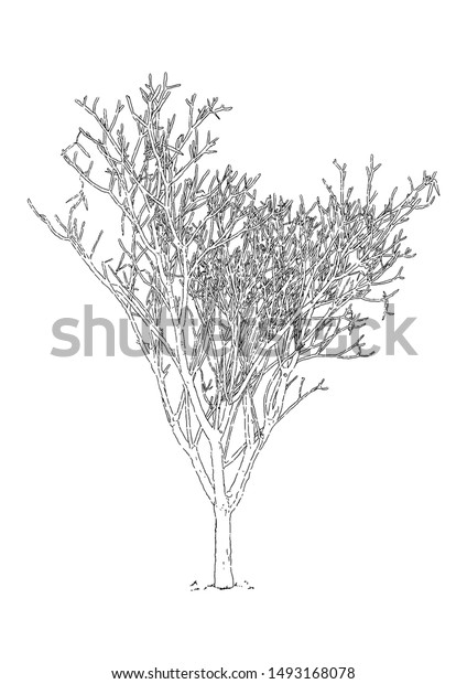 Silhouette Hand Drawn Dead Tree Isolated Stock Vector (Royalty Free ...