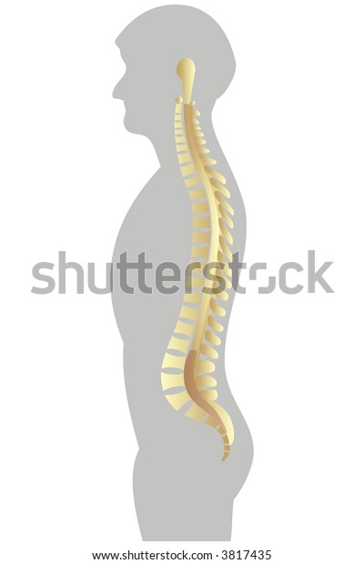 silhouette of a man with the spinal column in evidence