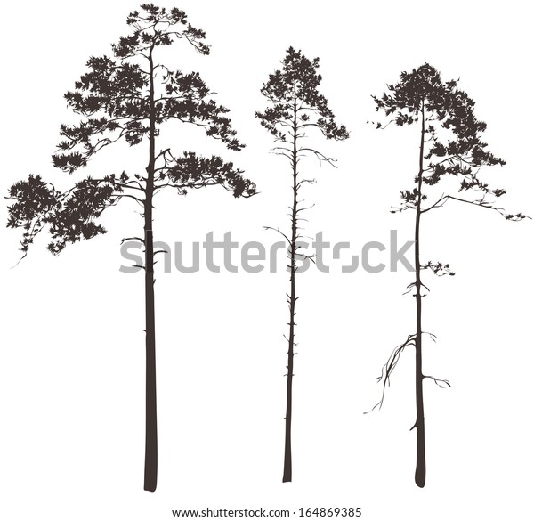 Silhouettes Three Tall Pines On White Stock Vector (Royalty Free) 164869385
