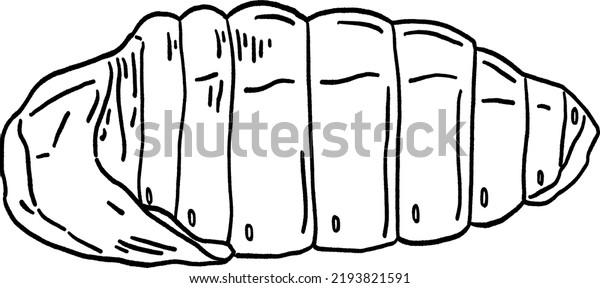 Silkworm Insect Hand Drawn Line Art Stock Vector (Royalty Free ...