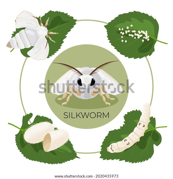 Silkworm Stages Development Life Cycle Egg Stock Vector (Royalty Free ...