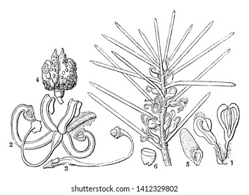 7 Hakea Stock Illustrations, Images & Vectors | Shutterstock