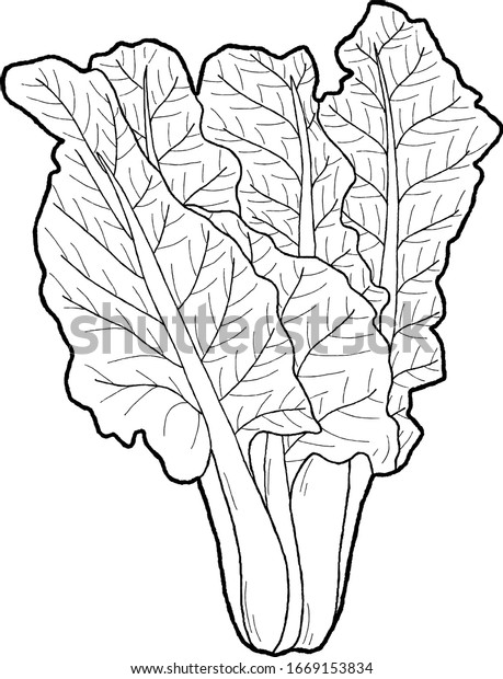 Silverbeet Vector Illustration Hand Drawn Vegetable Stock Vector ...