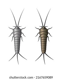 Silverfish Isolated On White Background Stock Vector (Royalty Free ...