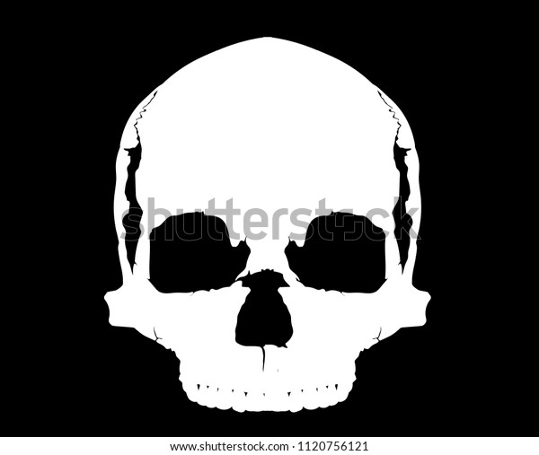 Simple Human Skull Without Mandible Fullface Stock Vector (Royalty Free ...