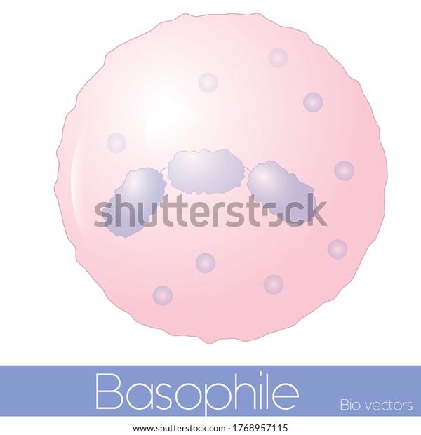 Simple Illustration Basophil Cell Innate Immunity Stock Vector (Royalty ...
