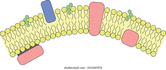 Simple Illustration Cell Membrane Incorporated Structures Stock Vector ...