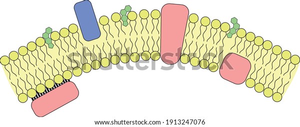 Simple Illustration Cell Membrane Incorporated Structures Stock Vector ...