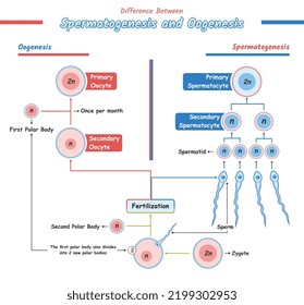 Simple Illustration Oogenesis Spermatogenesis Vector File Stock Vector ...