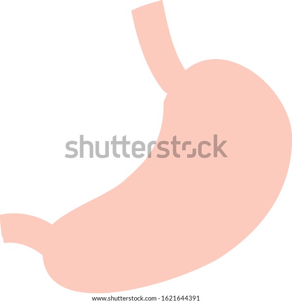 Simple Stomach Illustration Internal Organs Digestive Stock Vector ...