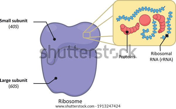 Estructura simple de un ribosoma de: vector de stock (libre de regalías ...