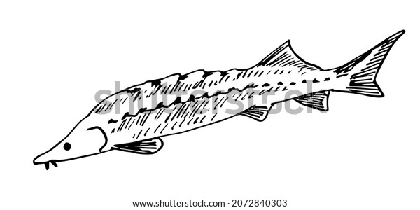 Simple Vector Black Outline Drawing Sturgeon Stock Vector (Royalty Free ...
