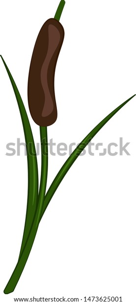 Single Fully Grown Reed Green Color Stock Vector (Royalty Free ...