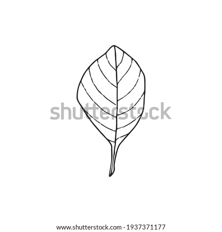 Single Leaf Clipart | Free download on ClipArtMag