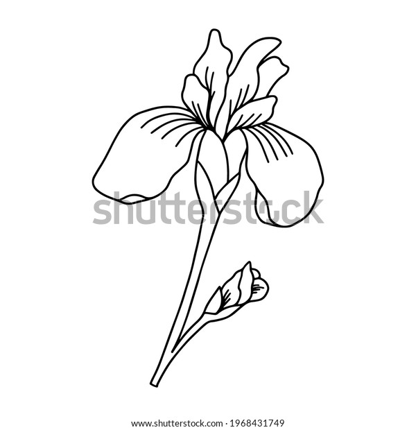 Single Hand Drawn Outline Iris Flower Stock Vector (Royalty Free ...