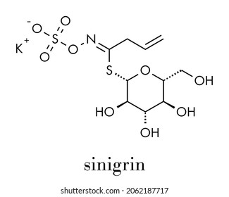 Sinigrin Glucosinolate Molecule Present Some Cruciferous Stock Vector ...