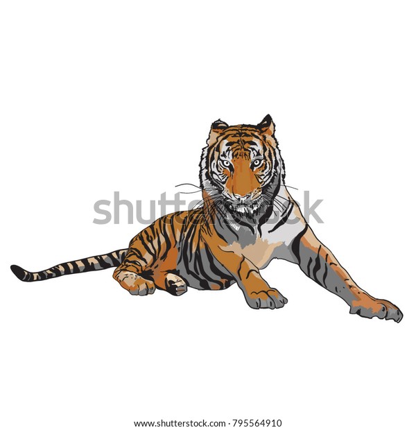 Sitting Tiger Illustration Drawing Vector Stock Vector (Royalty Free ...