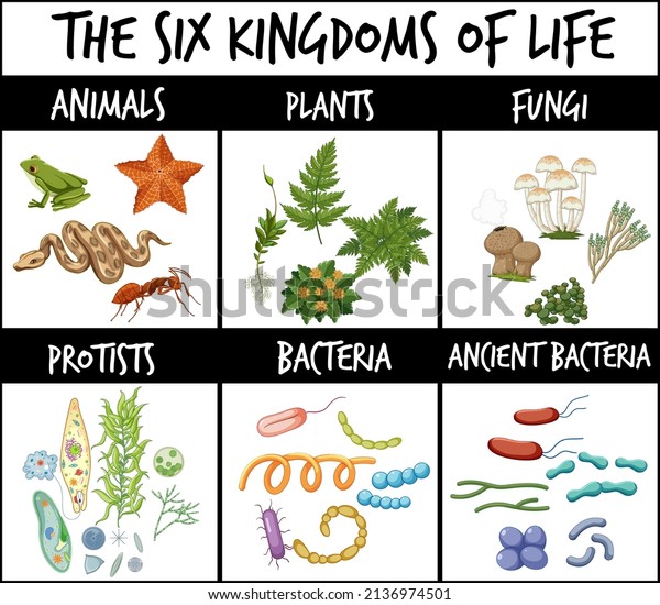 Los seis reinos de la ilustración: vector de stock (libre de regalías ...