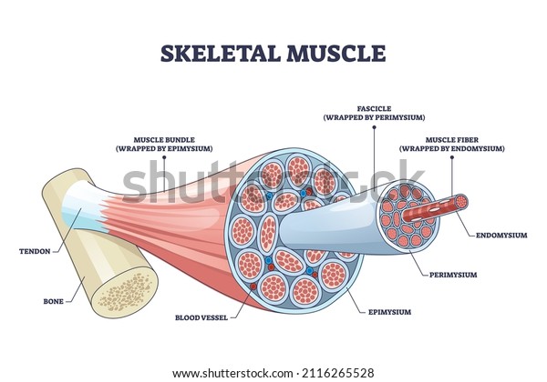 29 Perimysium Images, Stock Photos & Vectors | Shutterstock