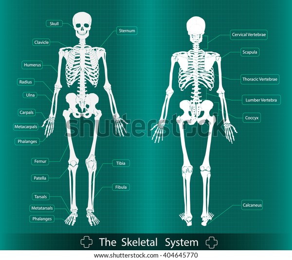 Skeletal Systemvector Illustration Diagram Human Skeletonskeletal ...