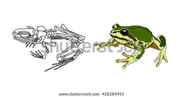 Skeleton Amphibians Toad Frog Anatomy Vector Stok Vektör (Telifsiz ...