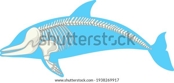 Skeleton Anatomy Dolphin Isolated On White Stock Vector (Royalty Free ...