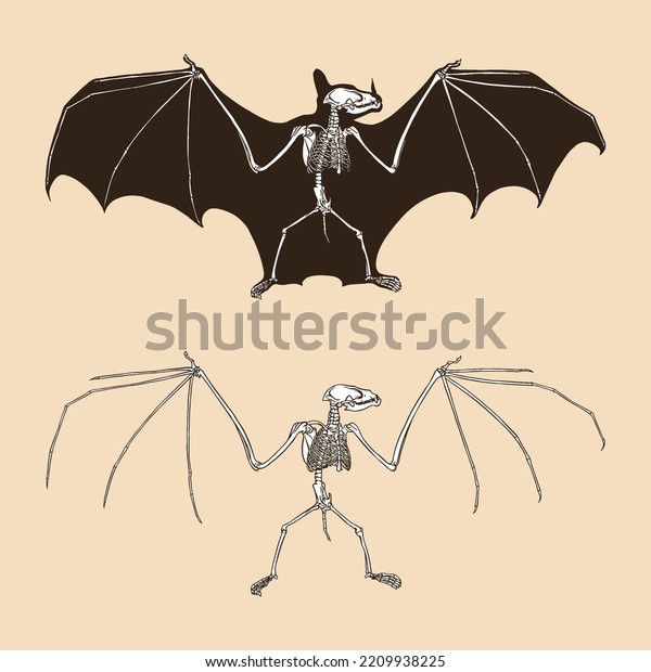 Skeleton Bat Vector Illustration Animal Stock Vector (Royalty Free ...