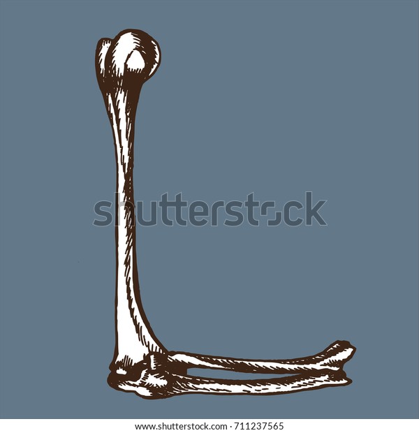 Skeleton Font Collection Letter L Made Stock Vector (Royalty Free ...