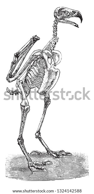 Skeleton Golden Eagle Vintage Engraved Illustration Stock Vector ...