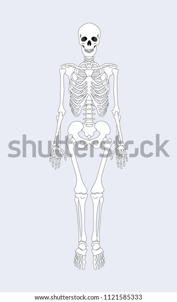 Skeleton of human body, skeletal system supporting organism part ...