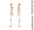 7,492 Skeleton Profile Royalty-Free Images, Stock Photos & Pictures ...