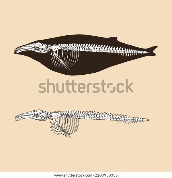 Skeleton Humpback Whale Vector Illustration Animal Stock Vector ...