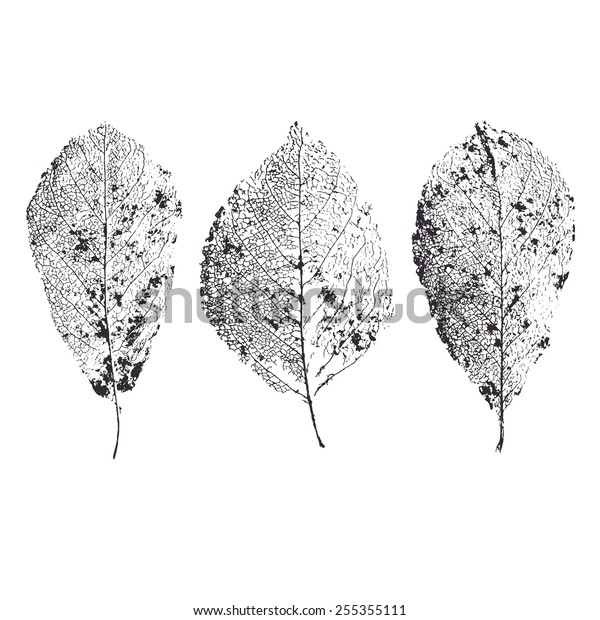 Skeleton Leaves Isolated Leaf Veins Stock Vector (Royalty Free) 255355111