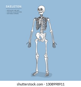 Skeleton Line Art Vector Illustration Stock Vector (Royalty Free ...