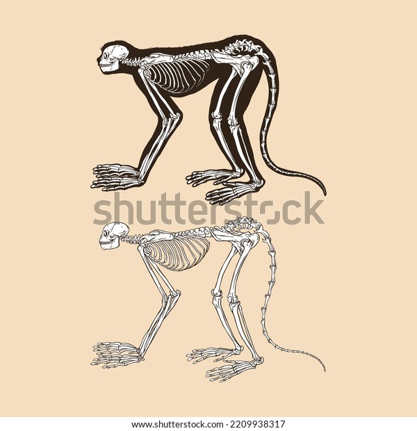 Dibujo del vector del mono esqueleto: vector de stock (libre de regalías) 2209938317 | Shutterstock
