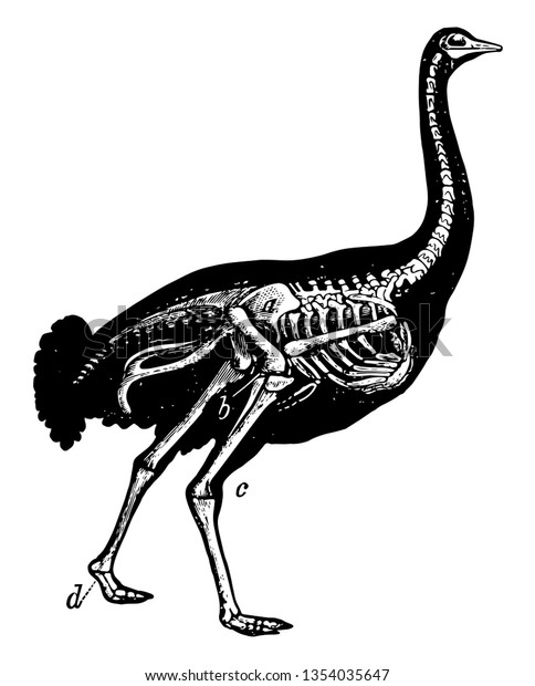 Skeleton Ostrich Which Bones Legs Wings Stock Vector (Royalty Free ...
