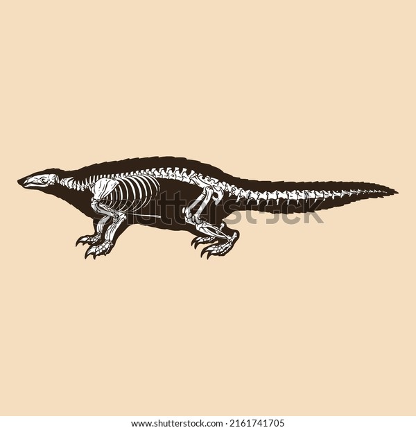 Esqueleto pangolin ilustración vectorial animal: vector de stock (libre ...