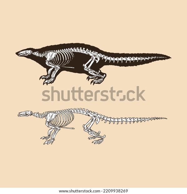 Skeleton Pangolin Vector Illustration Animal Stock Vector (Royalty Free ...