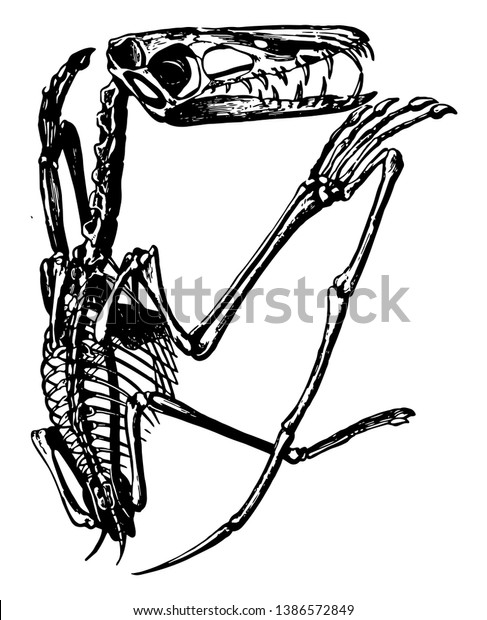 Skeleton Pterodactyl Prehistoric Winged Dinosaur Vintage Stock Vector ...