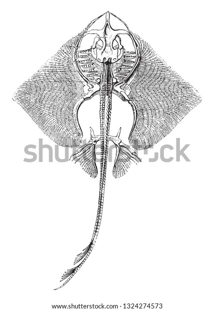 Skeleton Ray Example Cartilaginous Skeleton Vintage Stock Vector ...