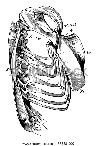 Skeleton Trunk Falcon Which Articulates Sternum Stock Vector (Royalty ...